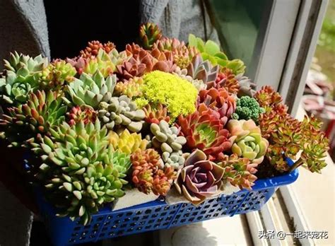 5種花和懶人有緣小盆種少打理越養越漂亮勤快人養不好 每日頭條