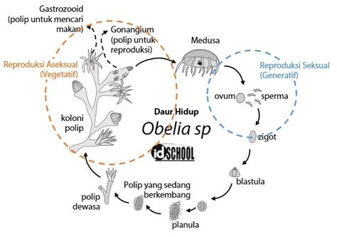 Daur Hidup Obelia Sp
