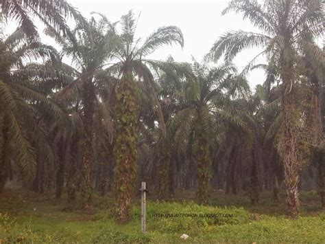 Hasil Poduksi Sawit Sawit Indonesia