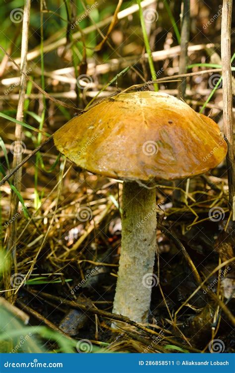 In The Forest Grows A Magnificent Mushroom Podberezovik Forest