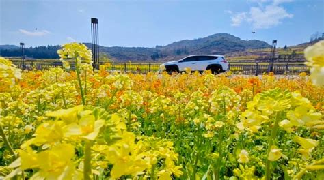 “百花”绽放 来感受观山湖“早春惊喜” 新华网