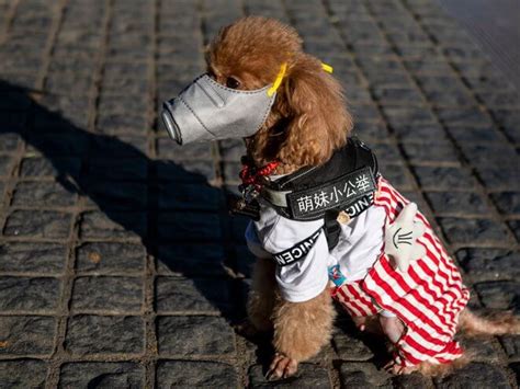 Can Your Pet Get Covid Howie Mandel Has Perfect Solution To Protect