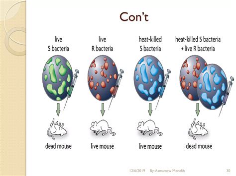 Cytoplasmic Inheritance And Maternal Effect Pdf Biological Sciences