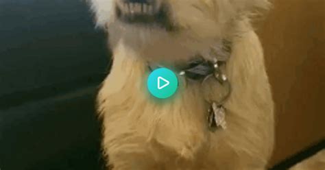 Cookie Chomper Album On Imgur
