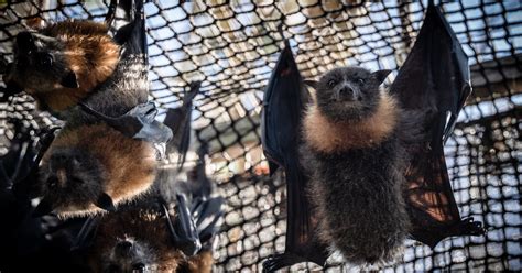 As Temperatures Rise Melbournes Bats Get Their Own Sprinkler System