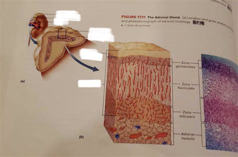 Adrenal Gland Part Diagram Quizlet