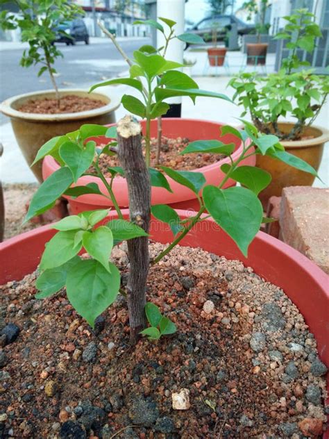 La Propagación Vegetal Es El Proceso De Cultivo De Nuevas Plantas A