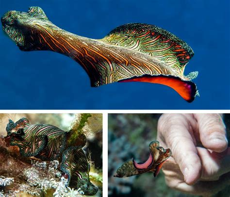 Flying Bedfordi Polyclad Flat Worm