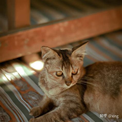 如何使用OpenAI的API像Midjourney一样生成图片文生图chatgptAI绘画AIGC 知乎