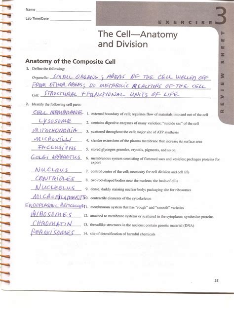 Lab Ex 3 Review Sheet Answers0001 Pdf