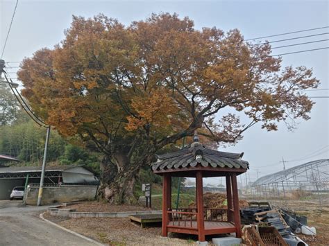 영동 학산장터의 31만세운동과 독립군 나무