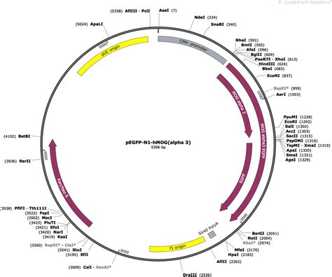 Addgene Pegfp N1 Hmog Alpha3 Egfp