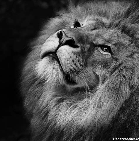 23 عکس از شیر جنگل رازهای زیبایی طبیعت