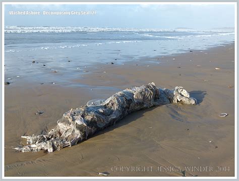 Washed Ashore A Decomposing Grey Seal Jessicas Nature Blog