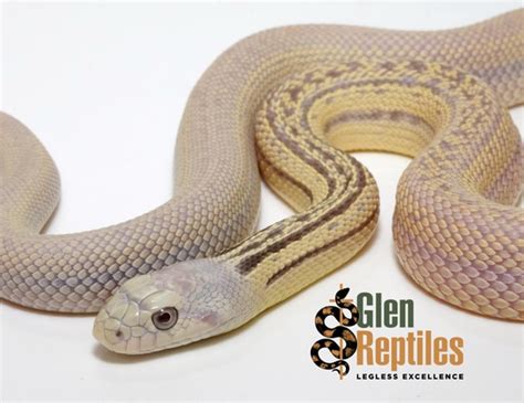 Striped Envy Snow Sd Gopher Zombie Gopher Snake By Glen Reptiles