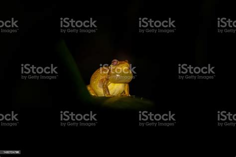 Beautiful Closeup View Of Costa Rica Frog Red Eye Frog Treefrog And