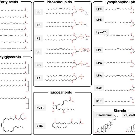 Gpcrs For Lysophospholipids A Gpcr‐type Receptors For Download