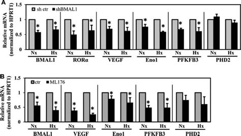 Circadian Factors Bmal1 And Rorα Control Hif 1α Transcriptional