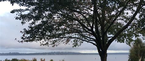 Simple Approach To Run And Debug Multiple Net Dapr Projects W O Docker Dev Community