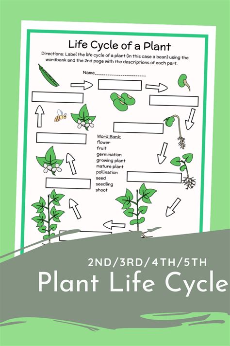 2nd3rd4th5th Plant Life Cycle Parts Labeling Diagram