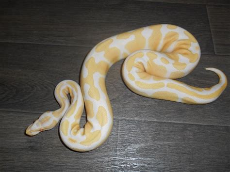 Collection Python Regius Albinos