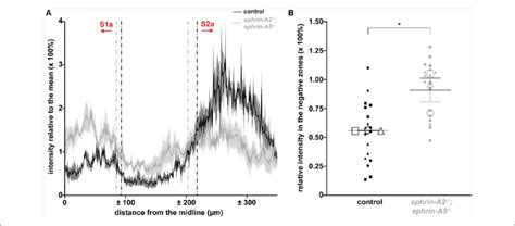 Ephrin A2 −− Ephrin A5 −− Mice Have Ectopic Spinocerebellar