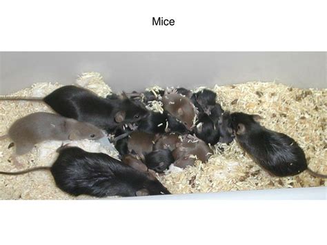 Ppt Fine Mapping Quantitative Trait Loci In Mice And Plants