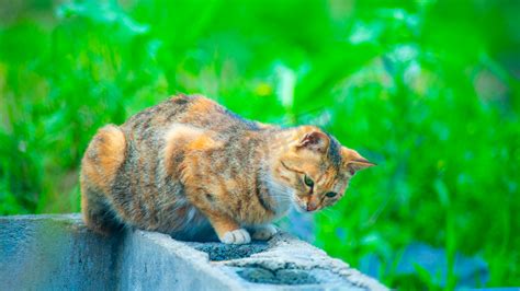 猫抓老鼠摄影图片 猫抓老鼠摄影作品 千库网