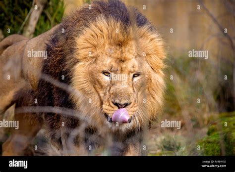 The Hungry Lion Throws Itself On The Antelope