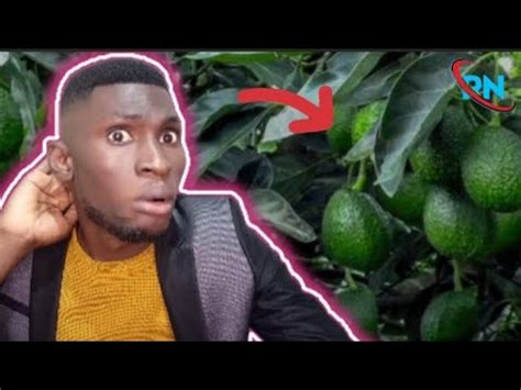 ak fèy zaboka ou ka trete tout maladi sayo YouTube