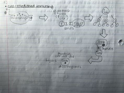 Bio Quiz Flashcards Quizlet