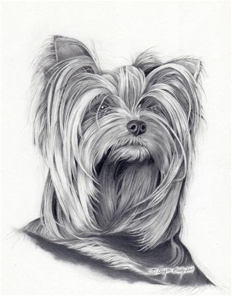 Yorkshire Terrier Sketch