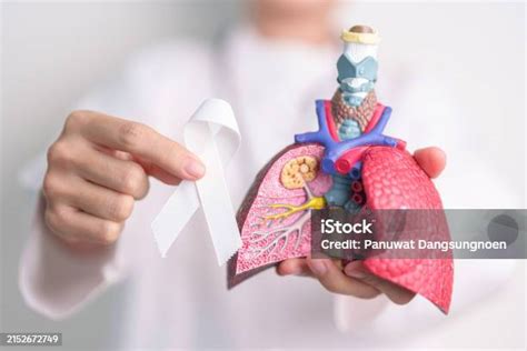 11월 폐암 인식의 달 병원에서 흡연자 폐 해부학 모델과 흰색 리본을 가진 의사 건강 관리와 세계 암의 날 개념 0명에 대한