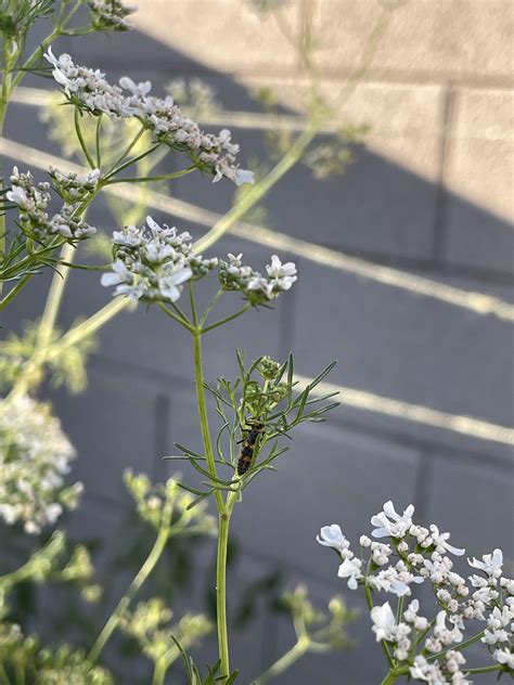 Lady Bug Larva Or Something Else R Gardening