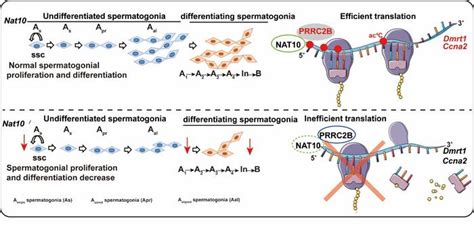 Nat10 Primes A Post Transcriptional Repertoire Essential For The Maintenance Of Spermatogonial
