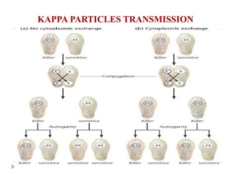 Genetics Cytoplasmic Inheritance Ppt