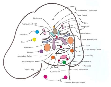 The Face As A Mirror Of The Body Balancing Touch Reflexology
