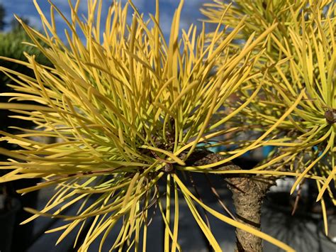 Pinus Contorta Var Latifolia Chief Joseph Wells Medina Nursery