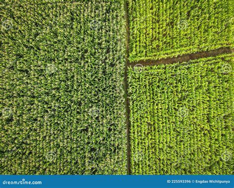 Aerial View Field Environment Forest Nature Agricultural Farm