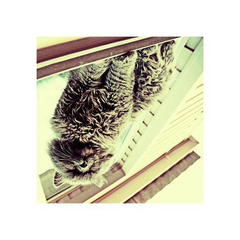 Small Kitty By Tec2 On Deviantart