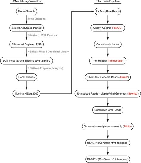 Rnaseq Library Creation And Informatics Workflow The Cdna Library