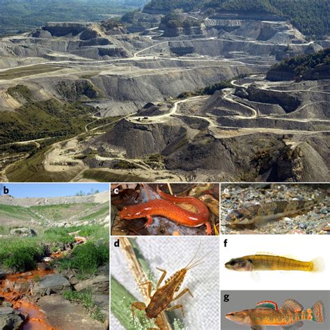 Pdf Impact Of Coal Mining On Stream Biodiversity In The Us And Its