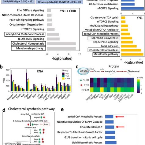 Proteomic Analysis Identifies Metabolic And Cytoskeleton Related Download Scientific Diagram
