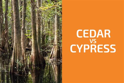 Cedar Vs Cypress Which One To Use Handymans World