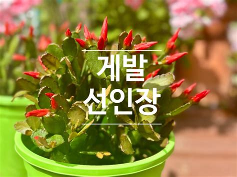 게발선인장 물주기 분갈이 번식 꽃 게발선인장 키우기 네이버 블로그