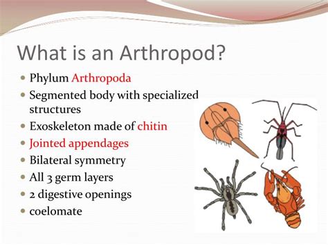 Ppt Arthropods Powerpoint Presentation Id1454305