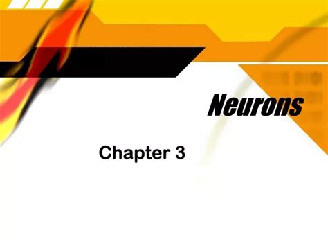 Ppt Neurons Powerpoint Presentation Free Download Id 9220071