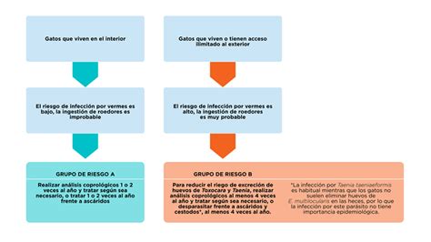 Guía completa de desparasitación para gatos interna y externa