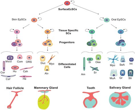 Hierarchical Model For Stem Cell Commitment During Development Of Download Scientific Diagram