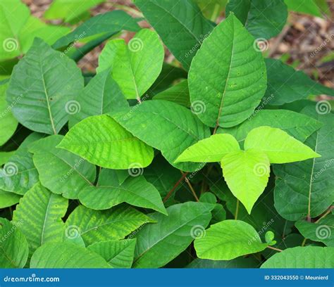 Poison Ivy Aka ‘3 Leaves Is A Type Of Allergenic Plant In The Genus